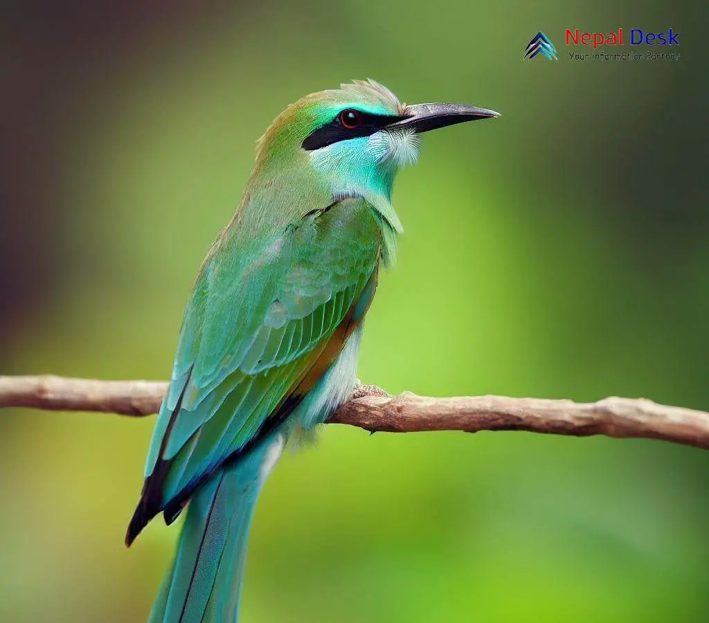 The Blue-bearded Bee-eater: An Enigmatic Bird in the Skies of Nepal | Nepal Desk